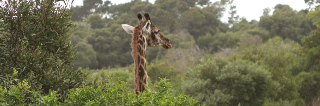 Building Draw.io with Codefresh: A Case Study